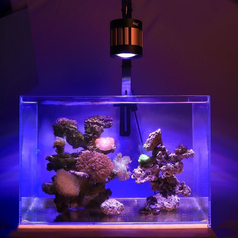 Led Lighting for Small Marine Tanks: Brighten & Enhance Your Aquarium ...