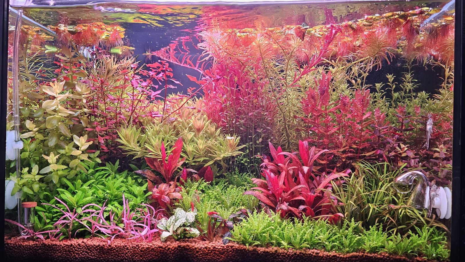 Led Lighting for Small Ornamental Tanks: Brighten Your Aquarium ...