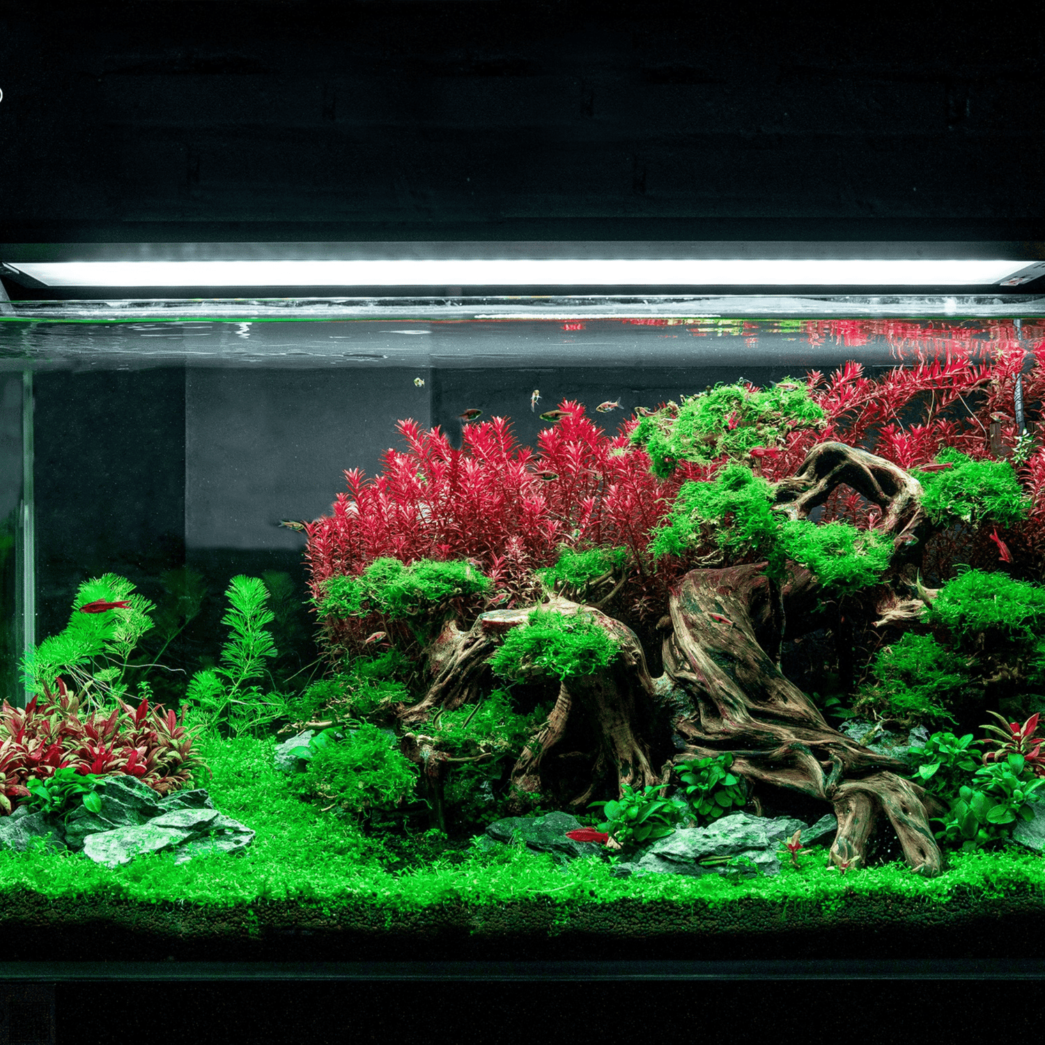 Led Lighting for Small Tropical Aquariums: Brighten Your Underwater ...