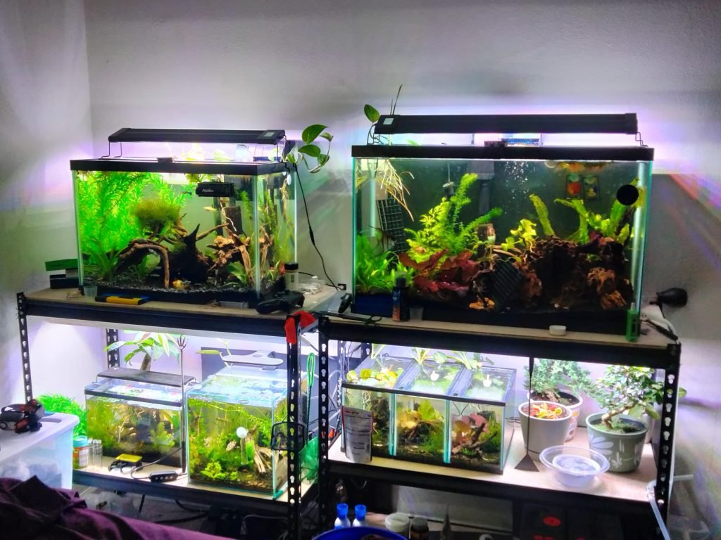 Led Lighting for Species-Specific Tank Setup: Ultimate Guide - topaqurium