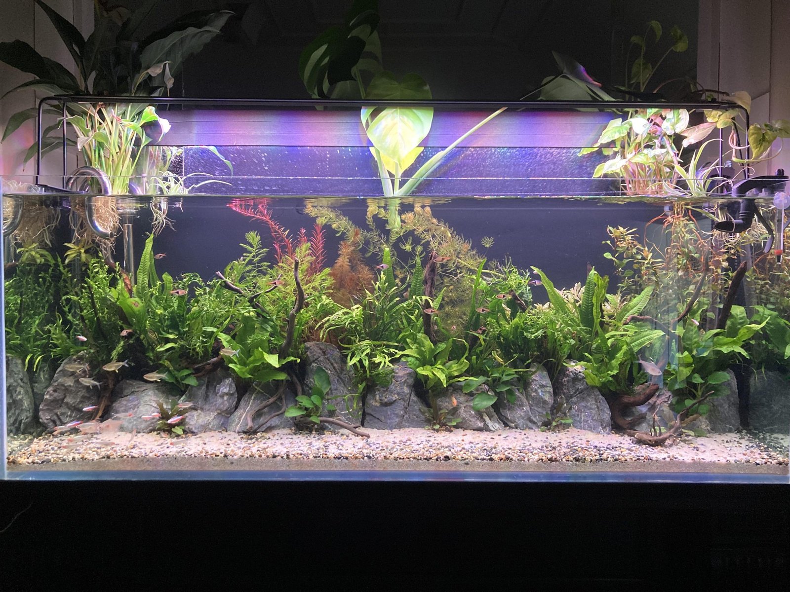 Light Placement in Heavily Planted Tanks: Ultimate Growth Guide - Top ...