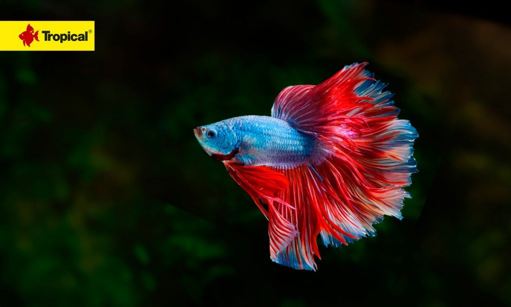 Lighting for Betta Color Enhancement: Brighten Vibrant Fish Colors ...