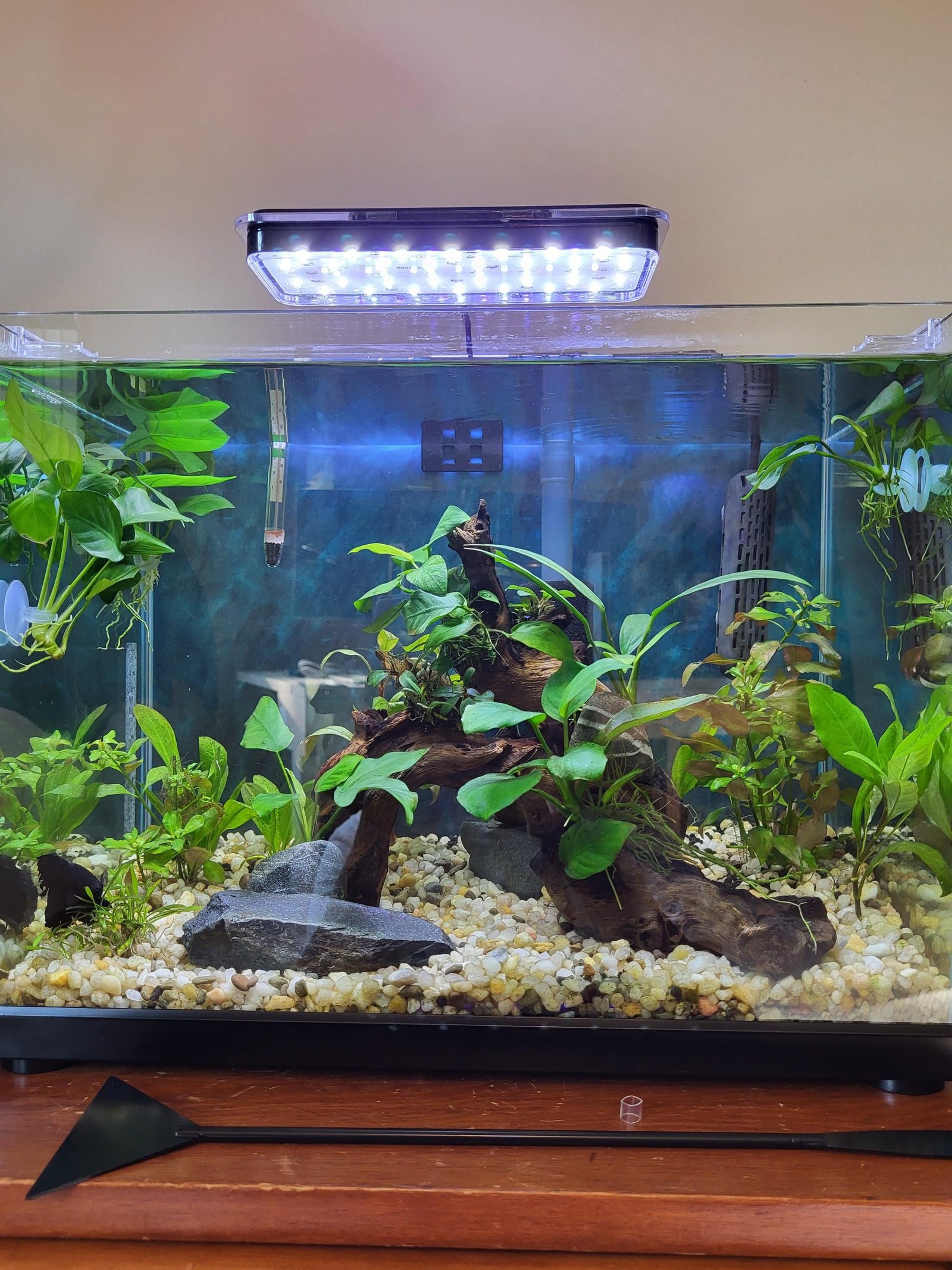 Lighting for Betta Tanks With Plants: Ultimate Guide for Vibrant Growth ...