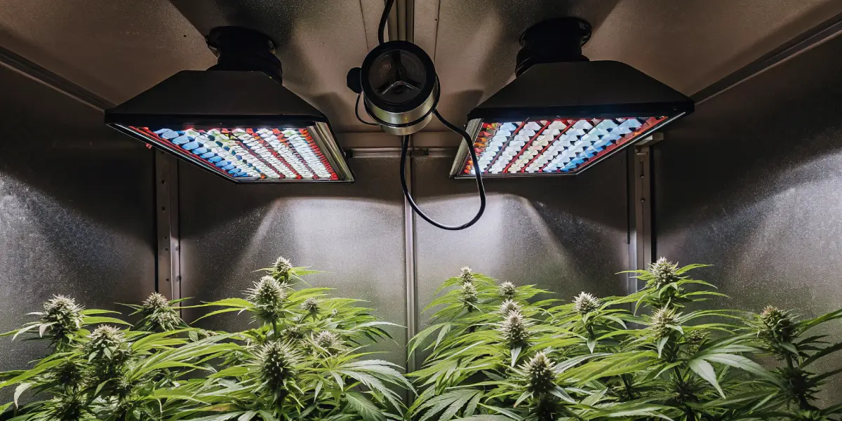 Lighting for Fast-Growing Plants: Ultimate Guide to Boost Growth - Top ...