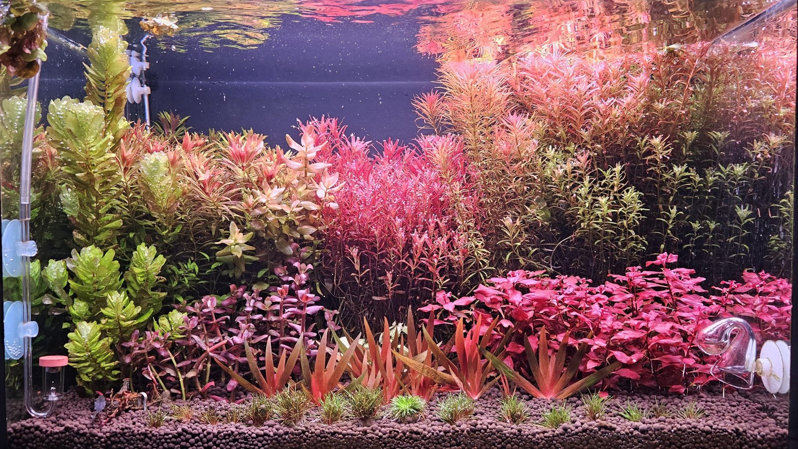Lighting for High-Tech Planted Tanks: Ultimate Guide to Growth - Top ...