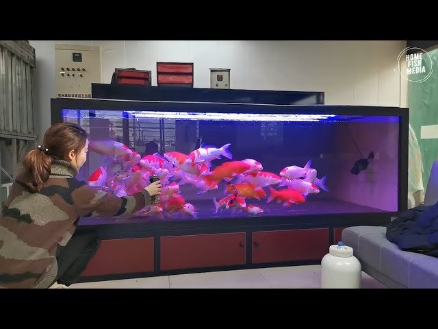 Lighting for Koi Fish Aquariums: Ultimate Guide to Perfect Illumination ...