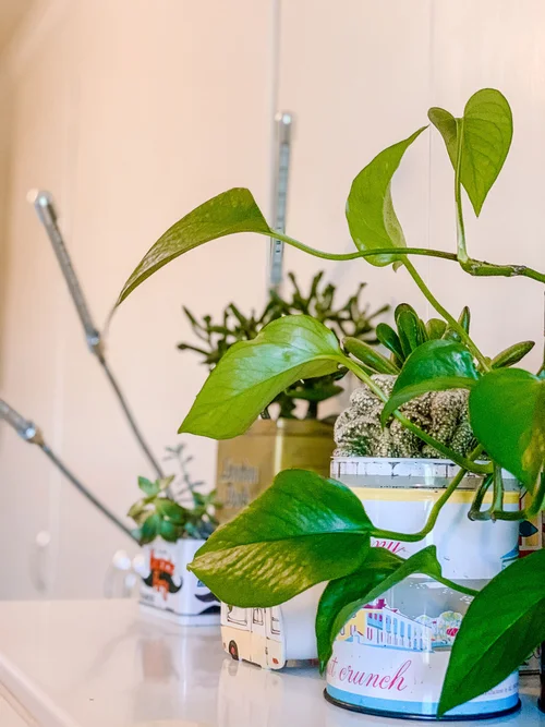 Lighting for Slow-Growing Plants: Ultimate Guide to Boost Growth - Top ...