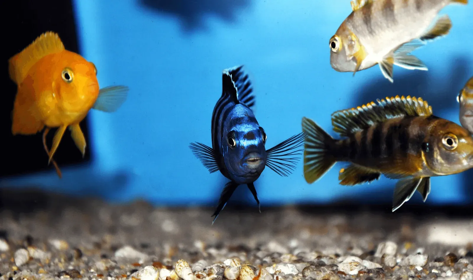 Male Vs Female African Cichlids: Key Differences You Must Know - Top ...