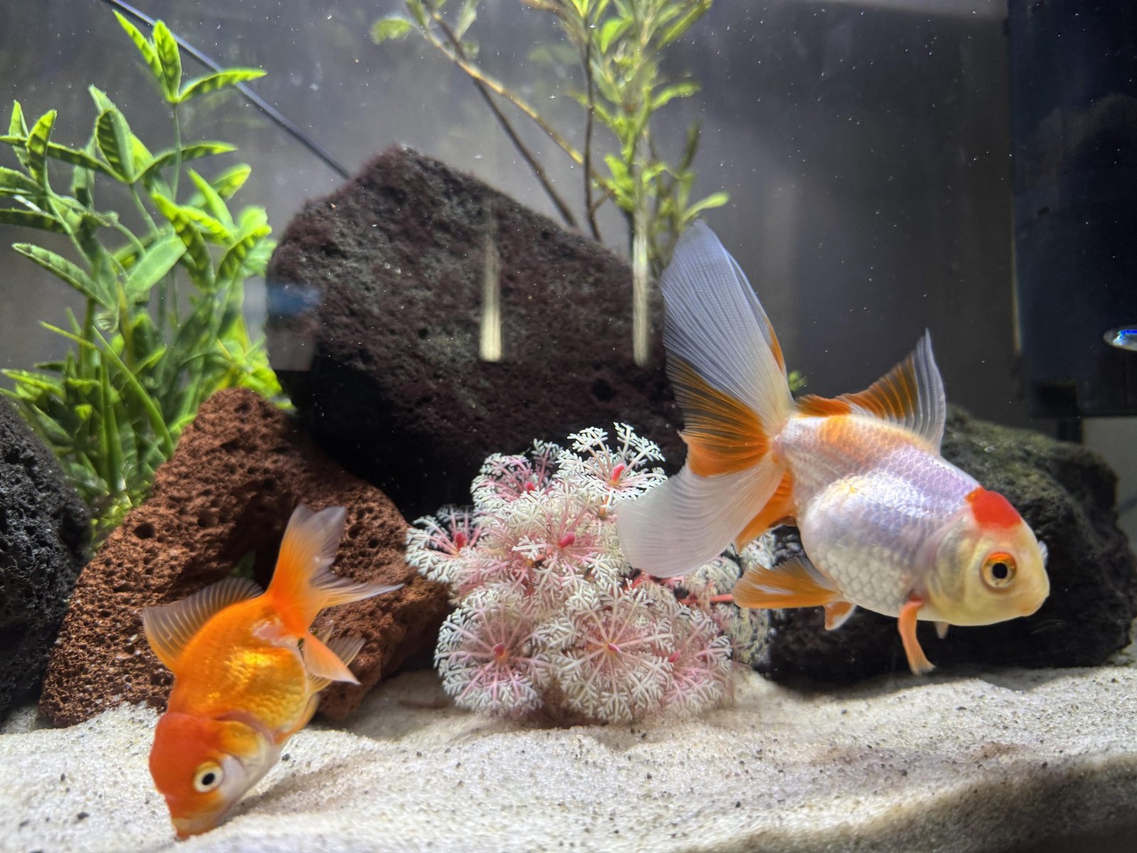 Male Vs Female Goldfish Identification: Ultimate Guide to Spot ...