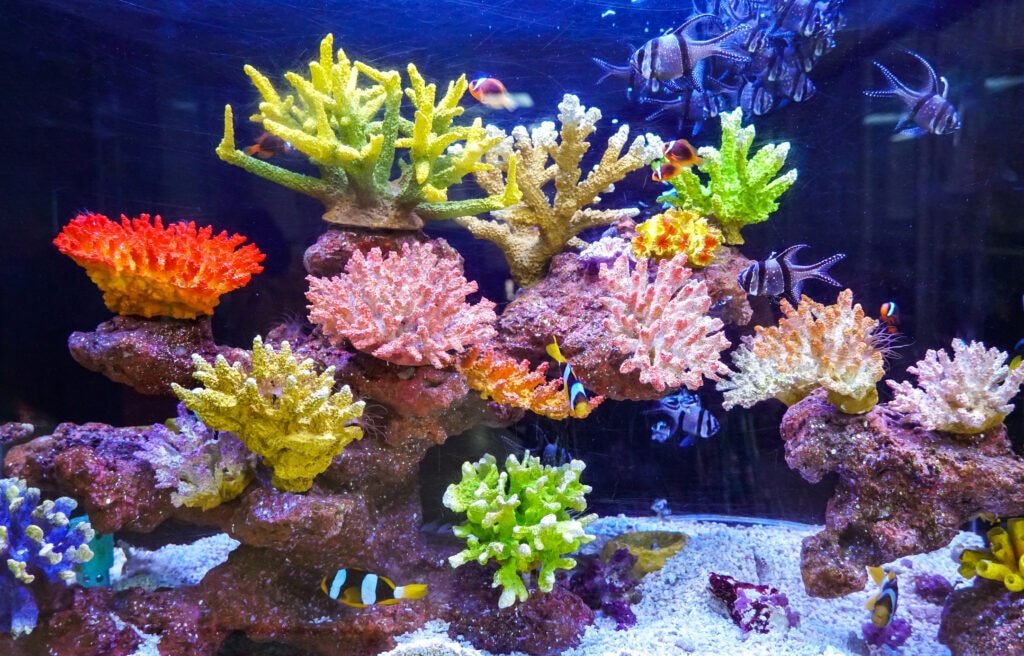 Marine Aquarium Setup Tips: Ultimate Guide for Stunning Tanks - Top ...
