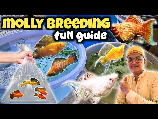 Molly Breeding Tank Setup: Essential Tips for Healthy Fry Growth ...