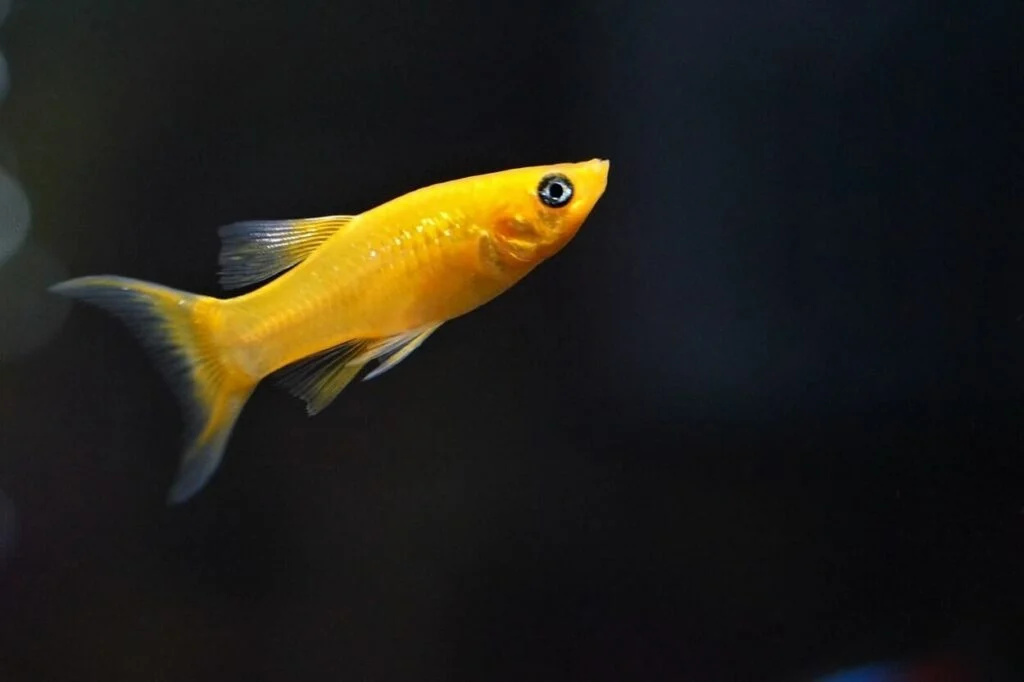 Molly Parasite Prevention Tips: Ultimate Guide to Keep Fish Healthy ...