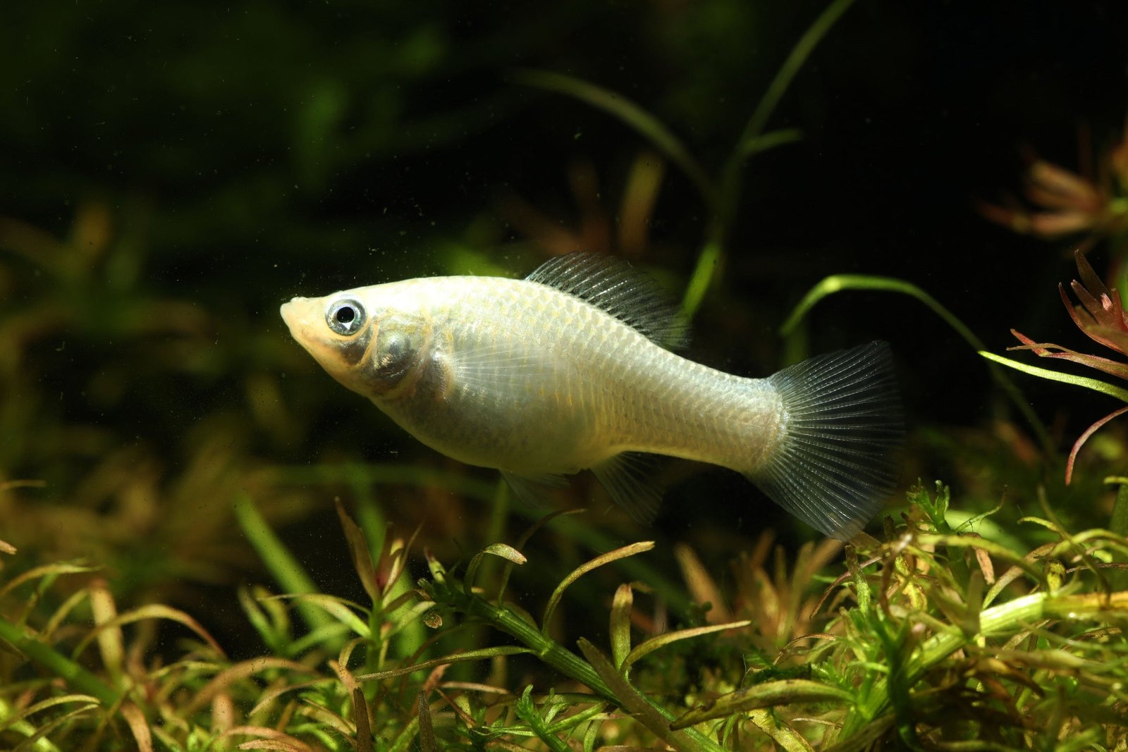 Molly Selective Breeding for Color: Ultimate Guide to Vibrant Fish ...
