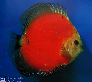 Pigeon Blood Discus Traits: Stunning Colors & Care Tips Revealed - Top ...