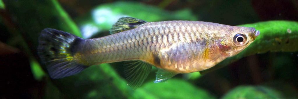 Pregnant Guppy Identification Guide: Expert Tips to Spot Signs Quickly ...