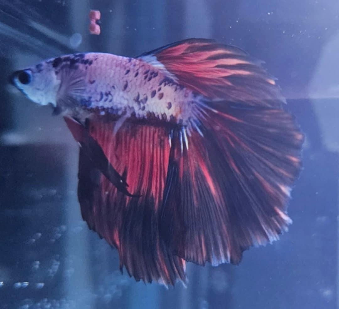 Red Betta Vs Blue Betta Comparison: Ultimate Guide to Color & Care ...