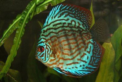 Red Turquoise Discus Identification: Ultimate Guide to Spotting Them ...
