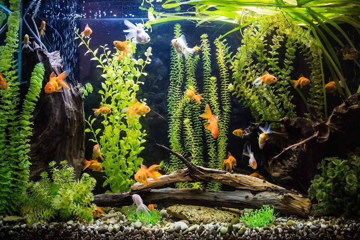 Saltwater Species Tank Setup Ideas: Stunning Designs for Beginners ...