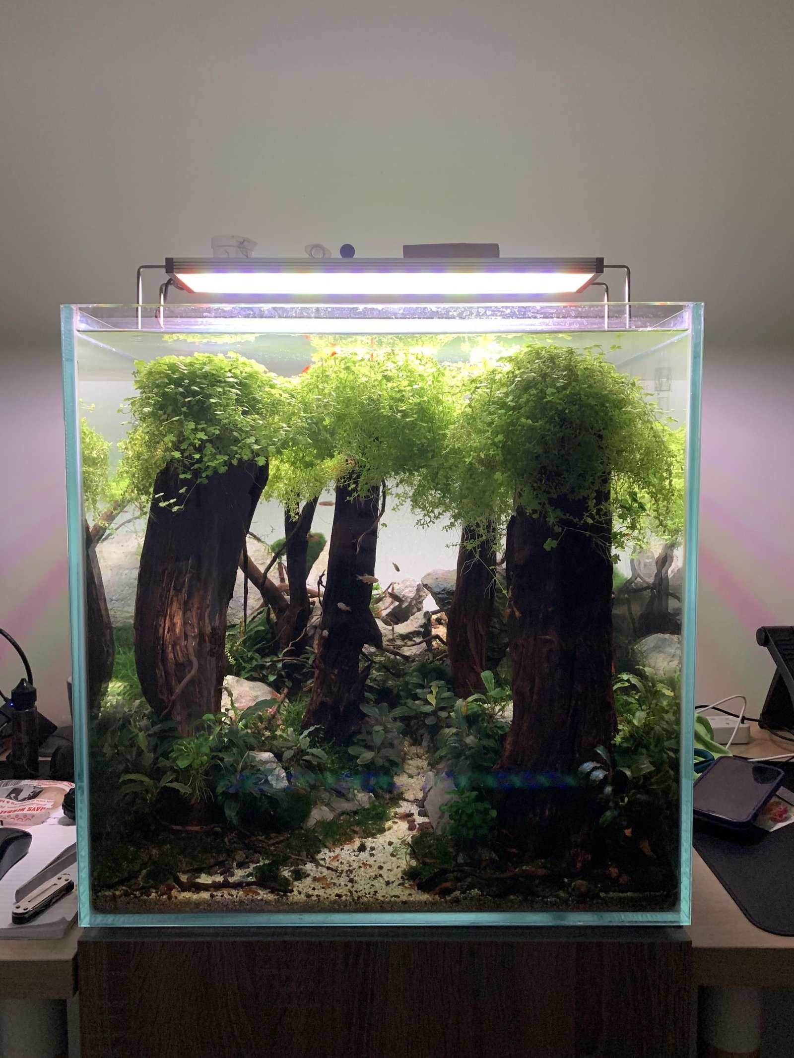 Sand And Gravel Layers for Aquascaping: Ultimate Guide to Success - Top ...