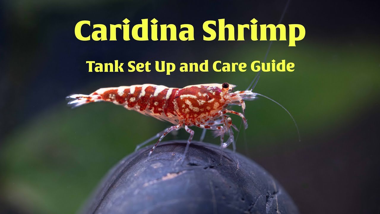 Shrimp Tank Setup Guide: Ultimate Tips for a Thriving Aquarium - Top ...