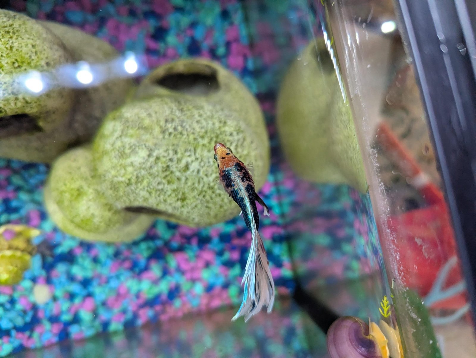Signs of Overfeeding Ornamental Fish: Key Symptoms to Watch For - Top ...