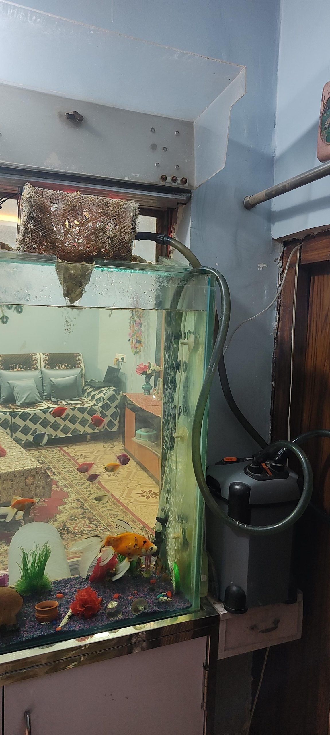 Summer Fish Tank Setup: Ultimate Guide for a Thriving Aquarium - Top ...