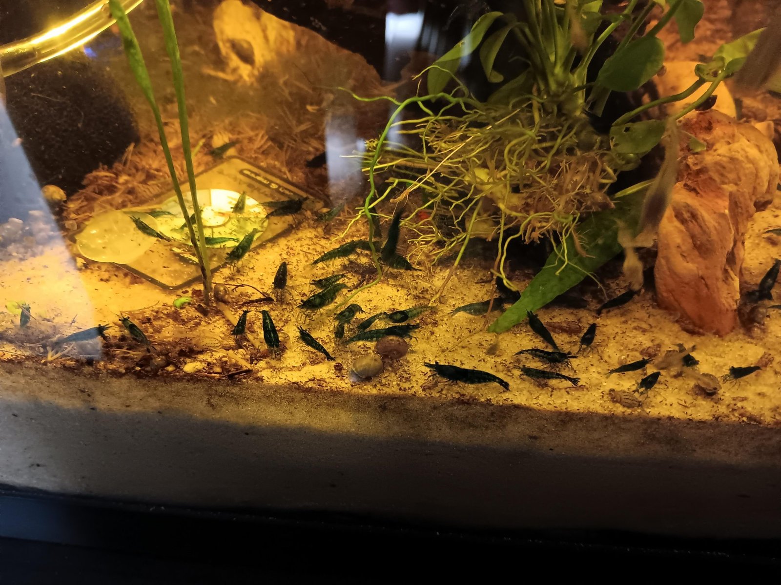 Tank Mates for Freshwater Shrimp: Perfect Companions Revealed - Top ...