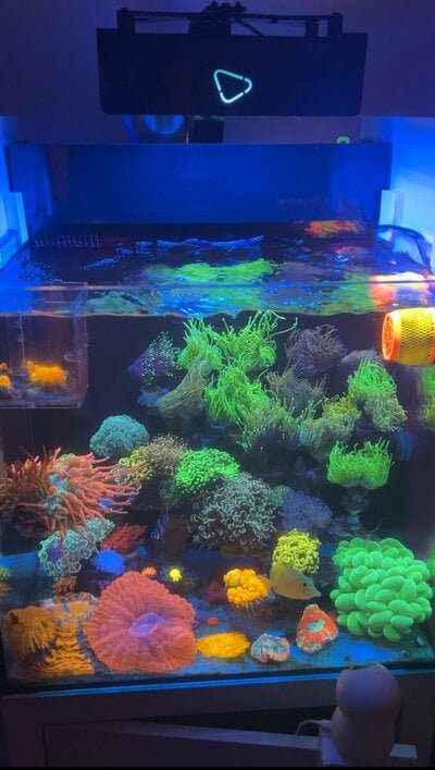 Temperature Mapping for Reef Tanks: Ultimate Guide to Stable Seas - Top ...