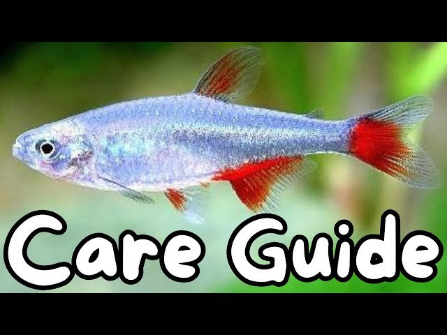 Tetra Bloodline Keeping Tips: Ultimate Guide for Thriving Fish - Top ...