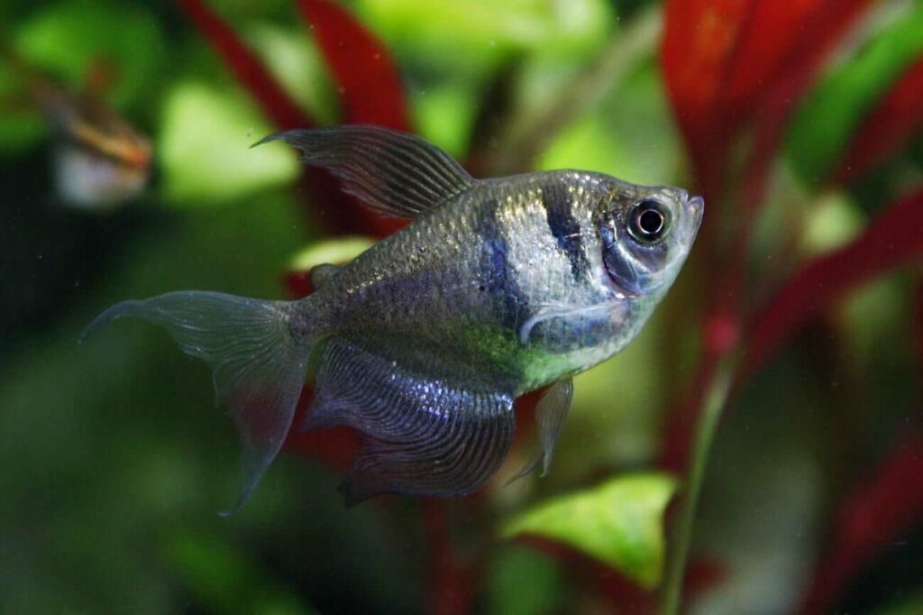 Tetra Compatible Tankmates: Top Peaceful Fish for Your Aquarium - Top ...