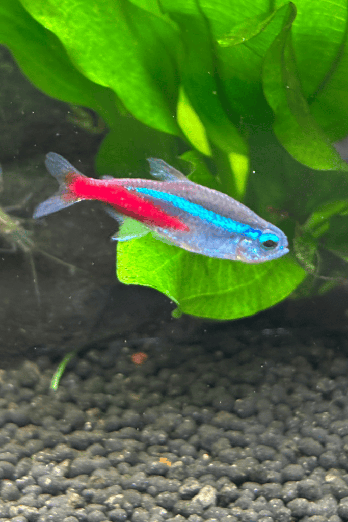 Tetra Water Parameters Explained: Essential Guide for Aquarium Success ...