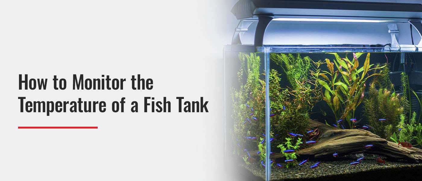 Using Thermal Sensors in Saltwater Tanks: Ultimate Guide to Precision ...