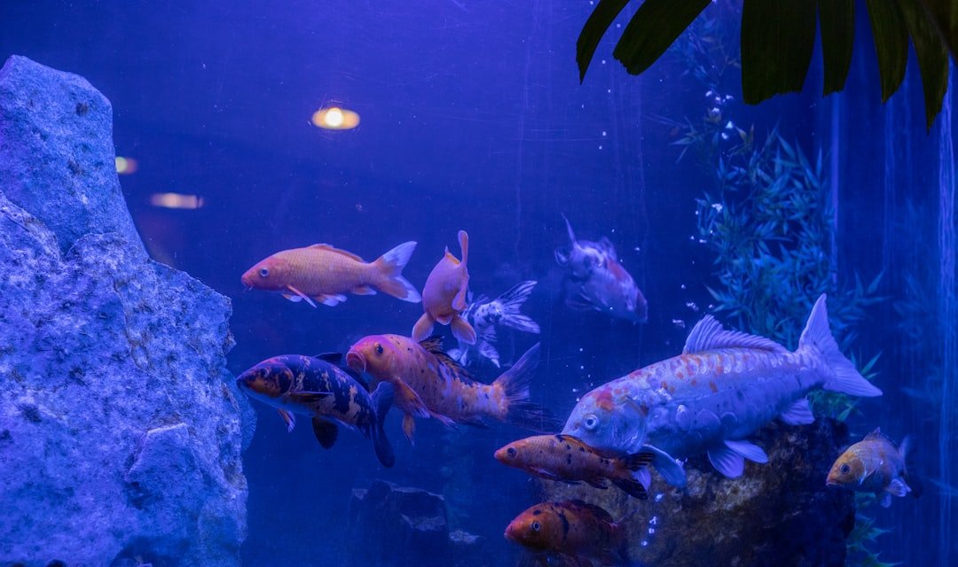 Aquarium Setup for Mixed Species Tanks: Ultimate Guide for Harmony ...