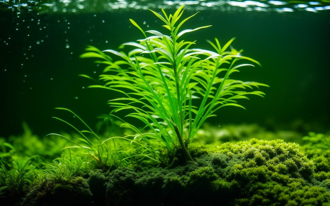 Best Plants for Species-Specific Tanks: Ultimate Guide for Success ...