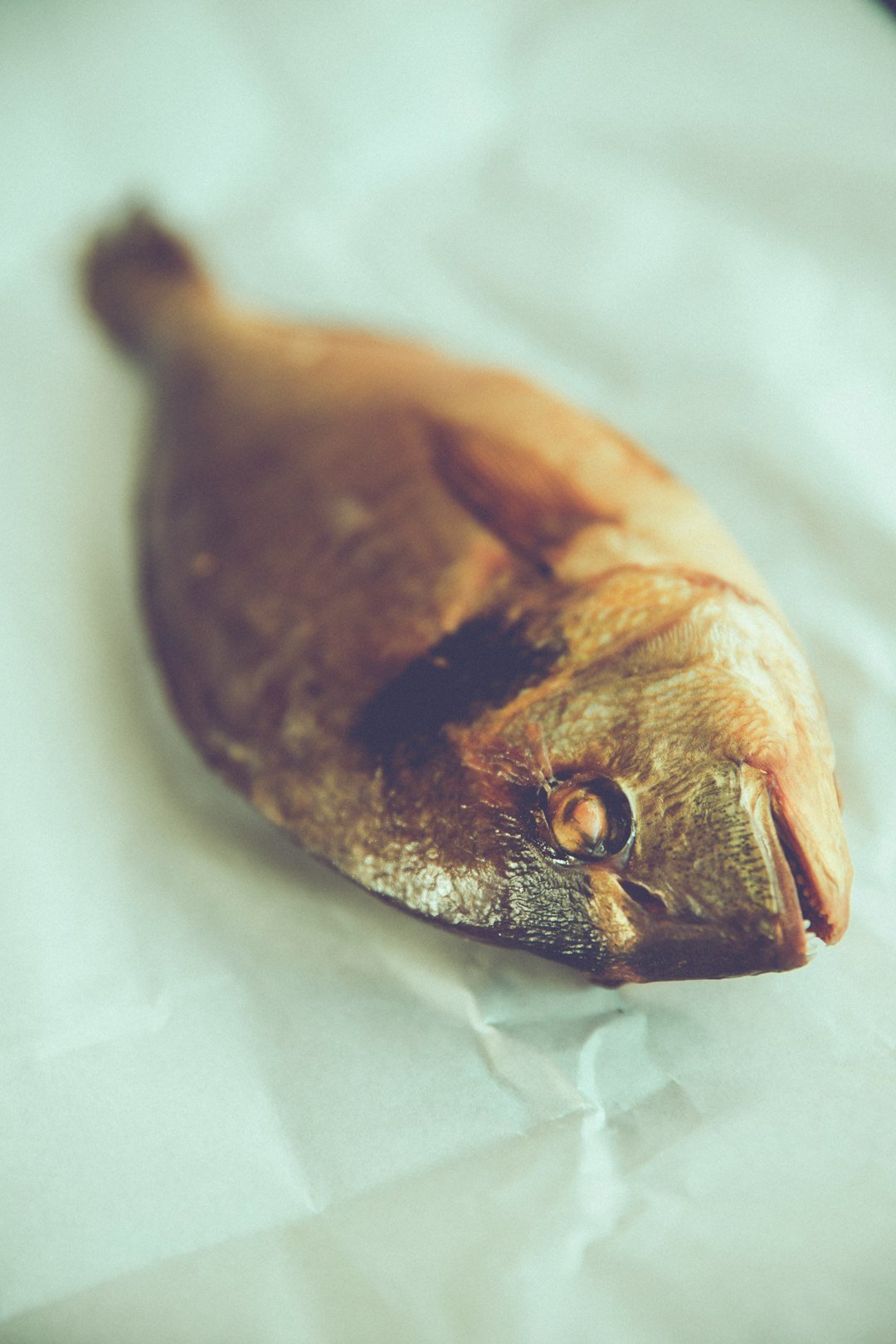 Betta Fin Rot Prevention: Ultimate Tips to Keep Your Fish Healthy - Top ...