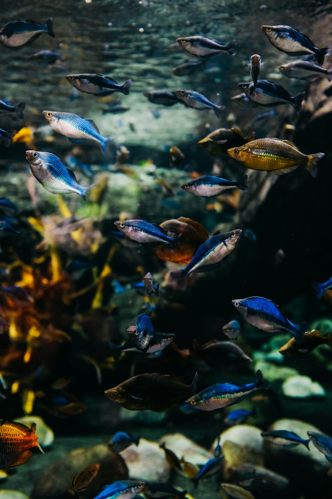 Choosing Species for a Freshwater Community Aquarium: Ultimate Guide ...