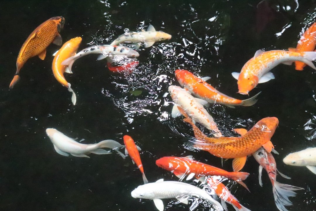 Feeding Ornamental Fish for Breeding Success: Ultimate Guide - Top Aquarium