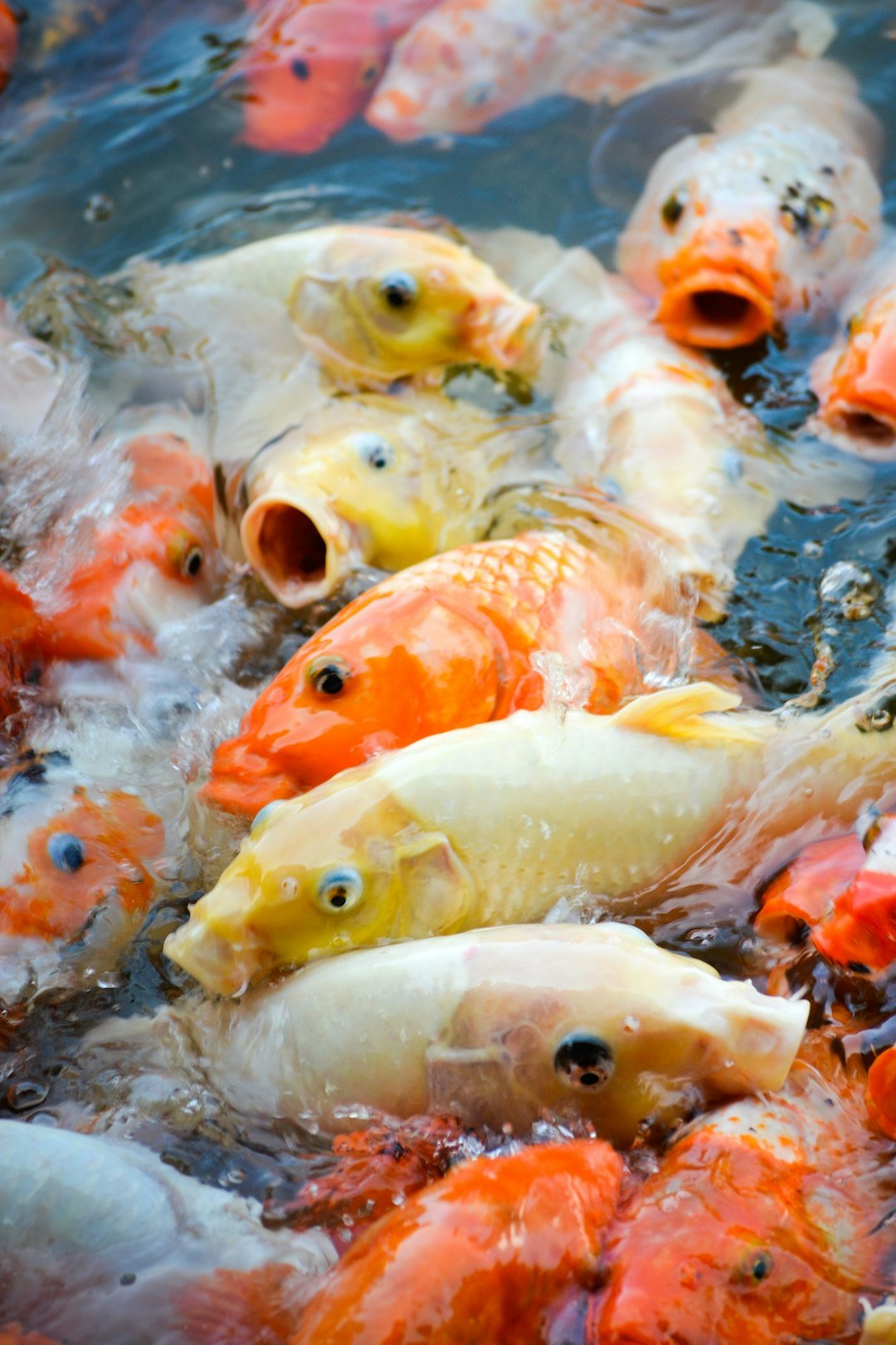 Feeding Ornamental Fish for Juvenile Health: Ultimate Guide - Top Aquarium
