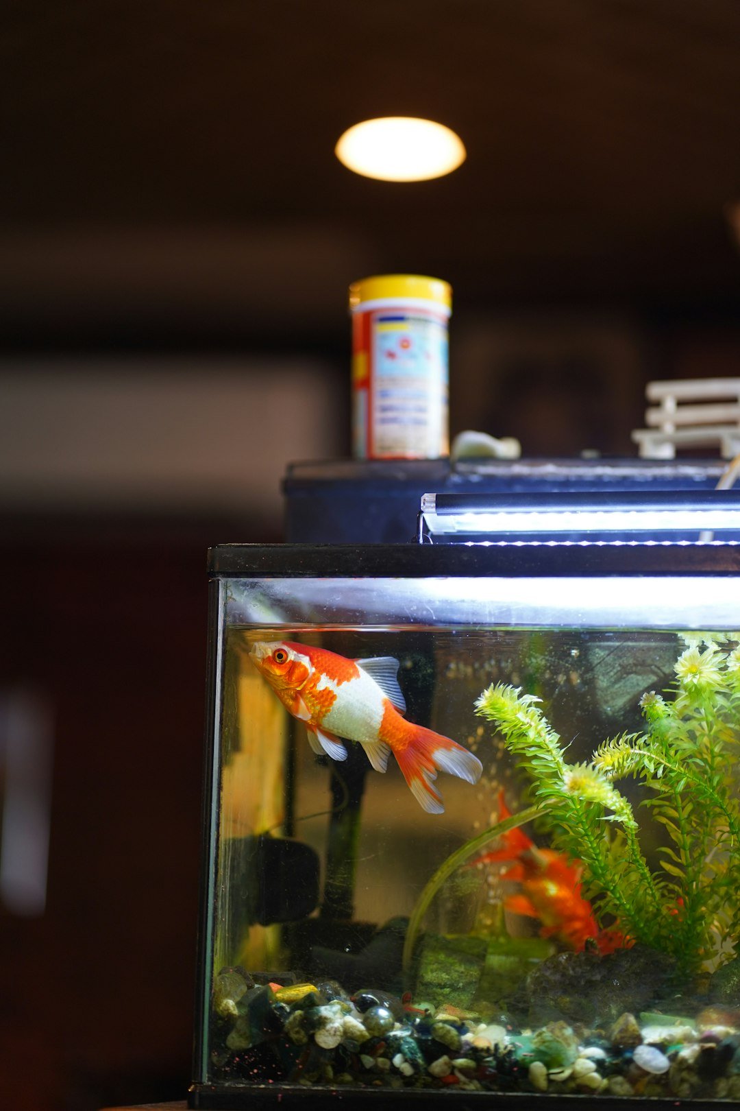 Fish Tank Setup With Frozen Food Feeding: Ultimate Guide for Success ...
