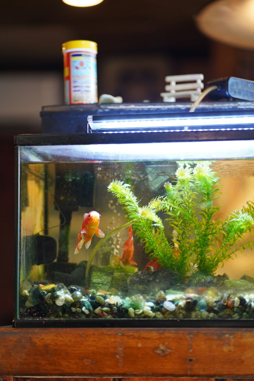 Fish Tank Setup for Breeding Pairs: Ultimate Guide for Success - Top ...