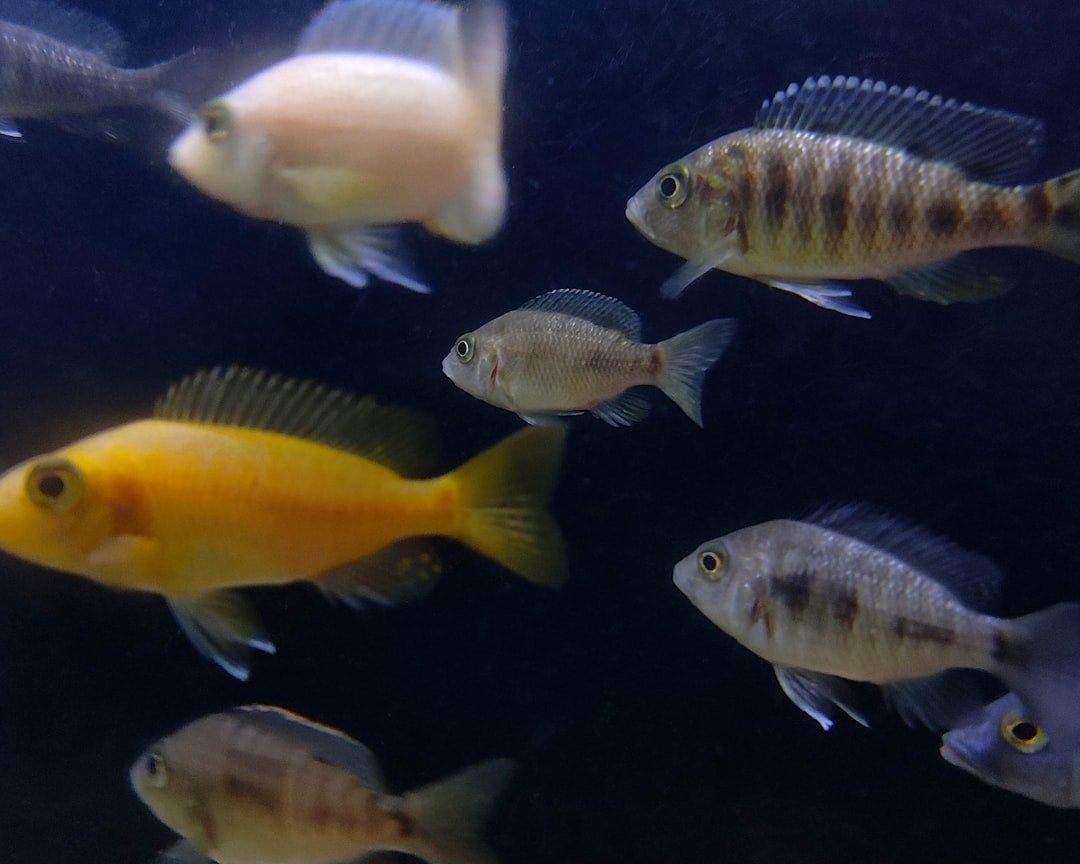 Fish Tank Setup for Large Species Observation: Ultimate Guide - Top ...