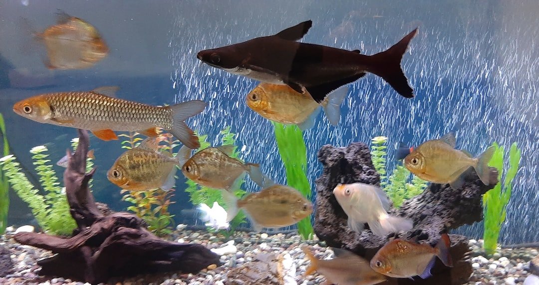 Freshwater Aquarium for Community Fish: Ultimate Care & Setup Guide ...