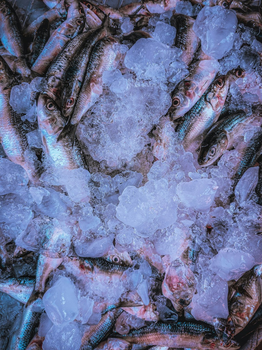 Frozen Food for Marine Fish: Ultimate Guide to Healthy Feeding - Top ...