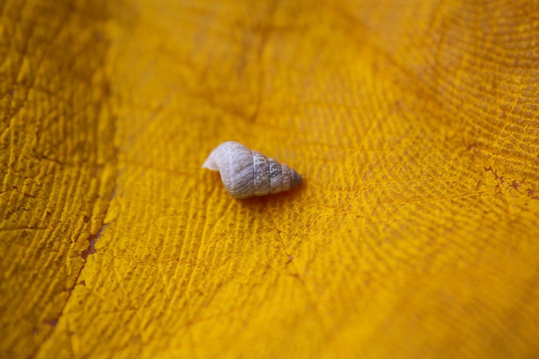 Gold Molly Vs White Molly Identification: Ultimate Guide to Spot ...