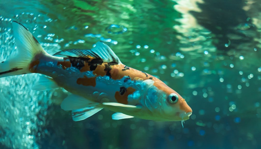 How to Care for Saltwater Tank Species: Essential Expert Tips - Top ...
