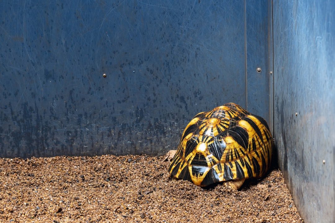 How to Choose the Right Substrate for Species Tanks: Ultimate Guide ...