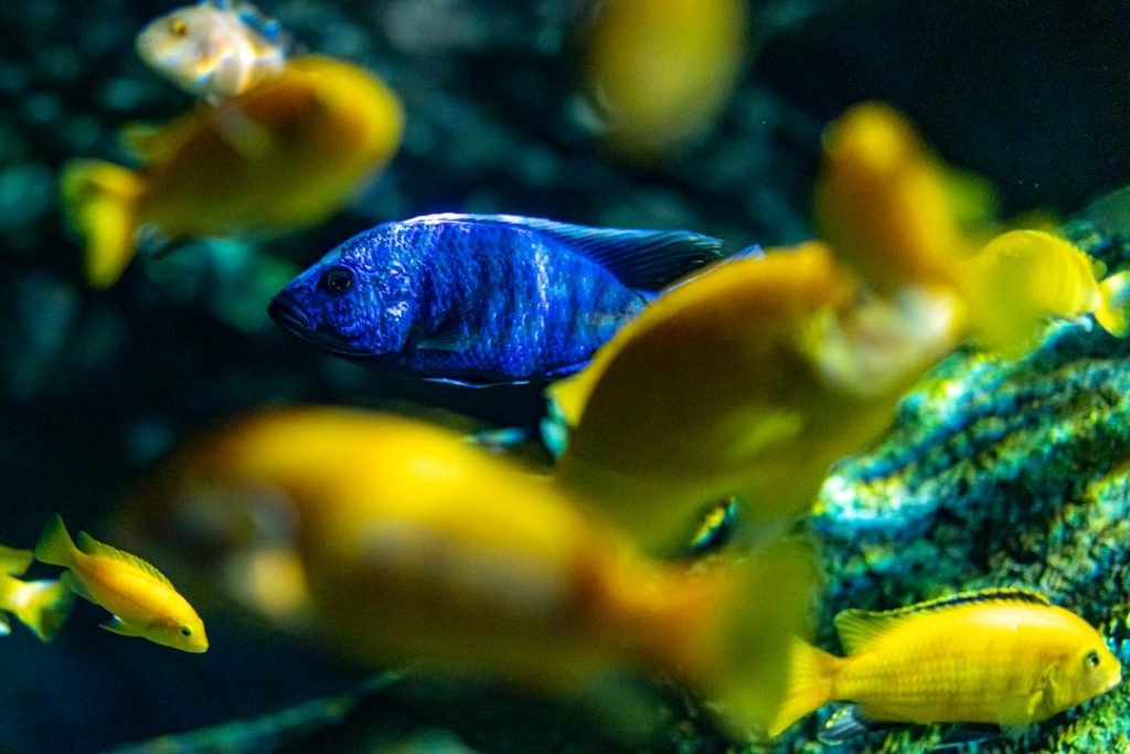 How to Identify Healthy Molly Fish: Expert Tips for Vibrant Aquariums ...