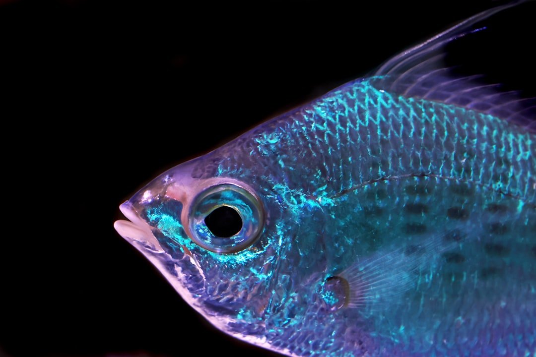 Lighting for Tropical Freshwater Fish: Ultimate Guide to Vibrant ...