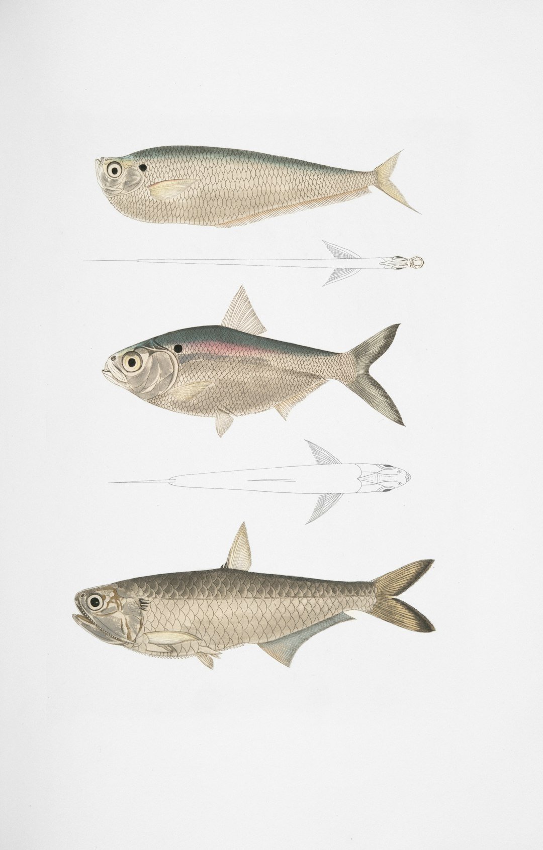 Male Vs Female Molly Fish Identification: Ultimate Guide Revealed - Top ...