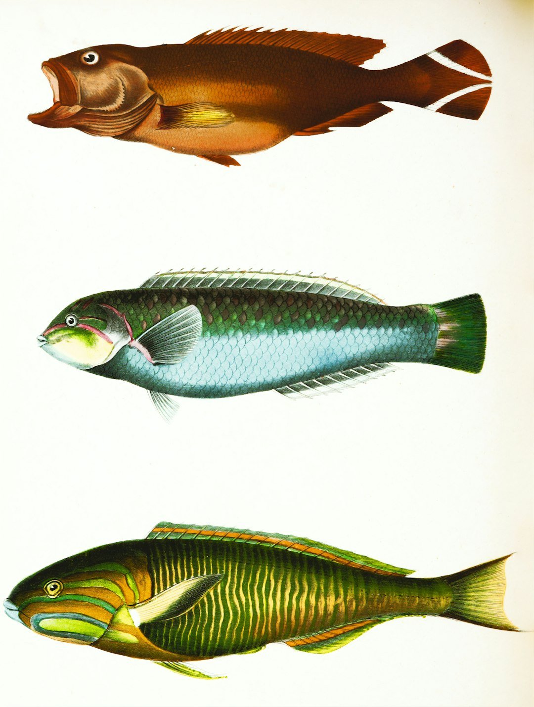 Molly Fish Color Variations Guide: Stunning Shades Explained - Top Aquarium